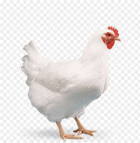 Free Png Broiler Chicken Image