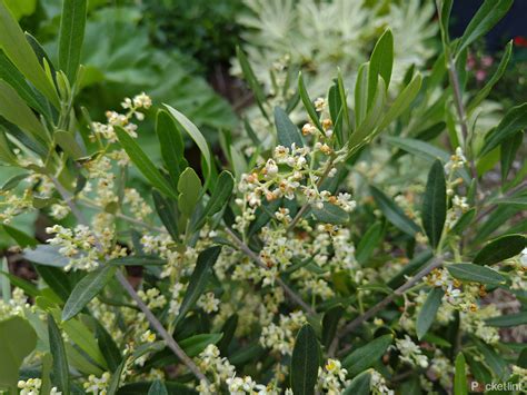 Asus Zenfone 10 Review The Perfect Pixel 5 Replacement