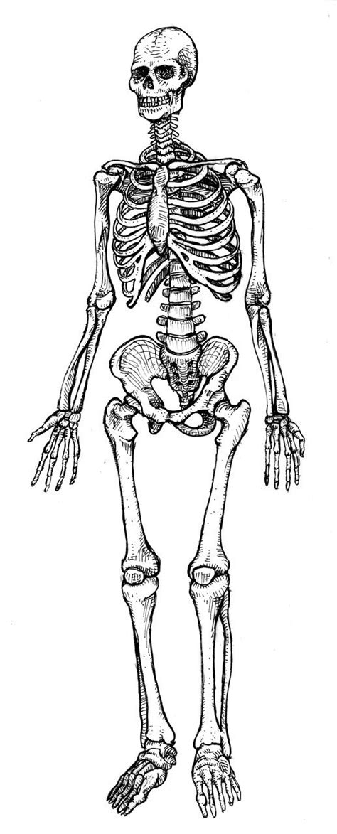 Skeleton Line Drawing At Explore Collection Of
