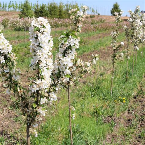 Malus ‘jarmin Marilee® Crabapple Standard Doty Nurseries