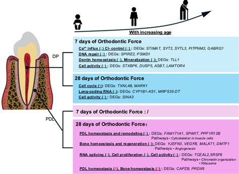 Influence Of Sex And Age On The Gene Expression Of Periodontal And Pulp