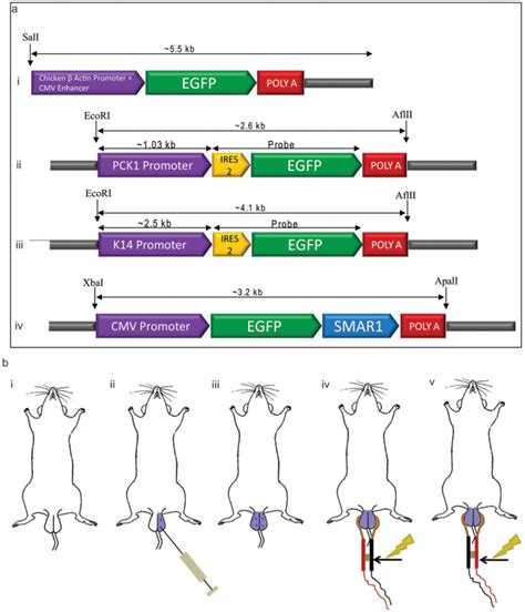 A Schematic Diagram Of The Various Constructs Used In The Study I