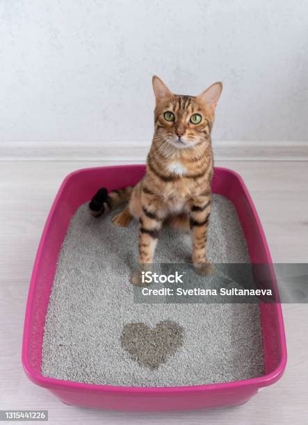 벵골 고양이의 발렌타인 데이 하트 선물 고양이는 사랑을 표현 고양이 화장실에 대한 스톡 사진 및 기타 이미지 고양이 화장실 애완고양이 쟁반 Istock