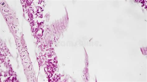 Human Ciliated Epithelium In Section Under Microscope 400x Filmed Against Bright Field Human Ciliated Epithelium In Section Under Microscope 400x Filmed Against Bright Field