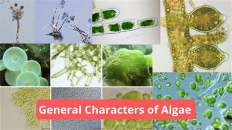 Characters Of Algae General Characters Of Algae Biology Notes Online