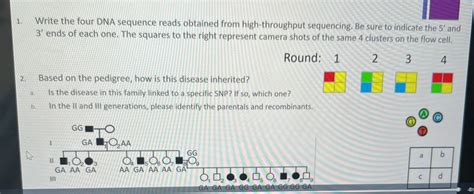 Solved Write The Four DNA Sequence Reads Obtained From Chegg Com