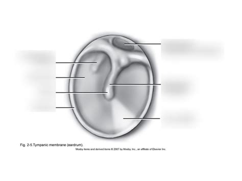 Tympanic Membrane Anatomy Diagram Quizlet