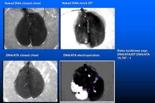 Naked DNA And DNA Vaccines A Retrospective PDF