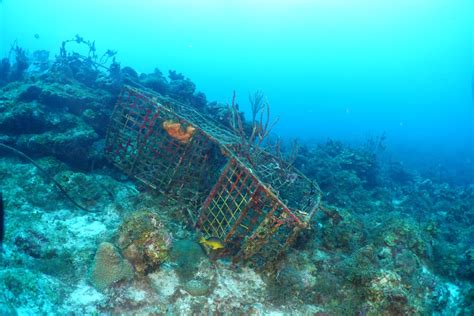 Coral Reef Resilience — Vi Epscor