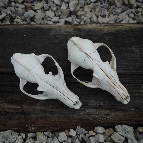 Fox Skulls Etsy