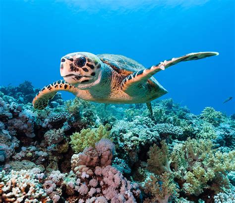 Sea Turtle Photo Album At George Buttenshaw Blog