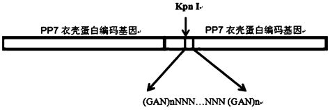 A Virus Like Particle Displaying Polypeptide On Its Surface Its Preparation Method And