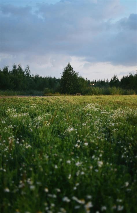 경치 경치가 좋은 고요한 광활한 국가 그림 같은 꽃 꽃밭 꽃이 피는 나무 녹지 농촌 풍경 농촌의 들판 땅 목가적인 무성한 새벽 성장 수평선