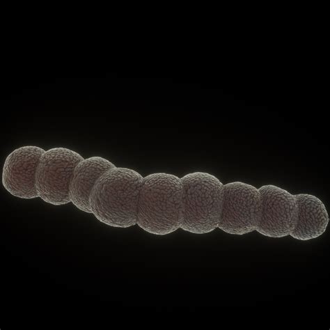 Streptococcus Bacteria Model Turbosquid 1389768