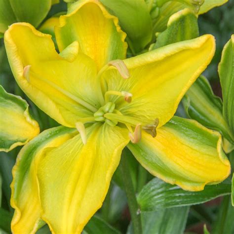 Yellow Parrot Lily | Brecks Premium Bulbs