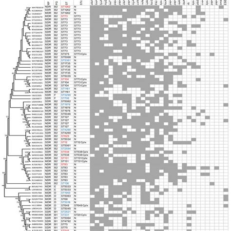 Maximum Likelihood Tree Constructed Using Mega 60 Based On The