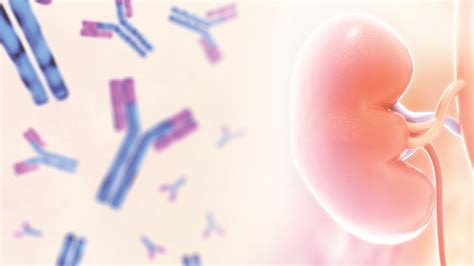 Antibody Mediated Rejection Addressing The Underlying Issues For