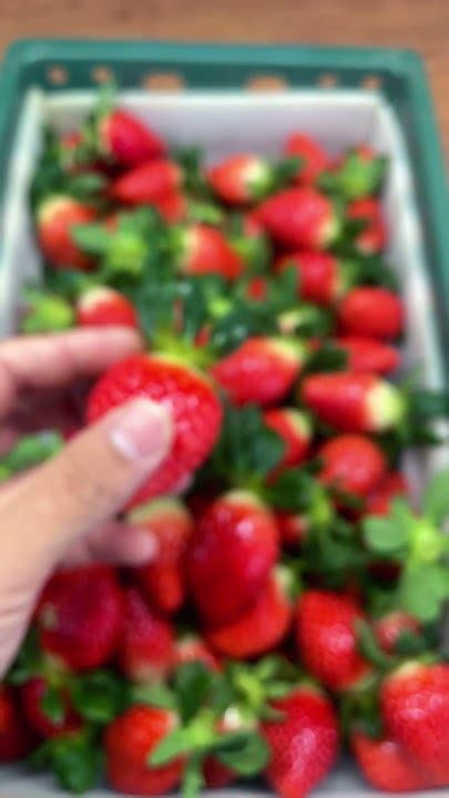 딸기딸기딸기 Youtube