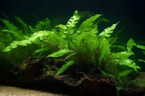 Java Fern Microsorum Pteropus Ultimate Care Guide Fish Laboratory