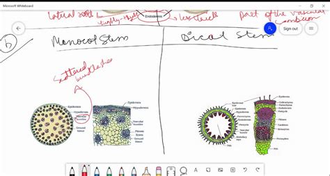 SOLVED Draw Illustrations To Bring Out The Anatomical Difference