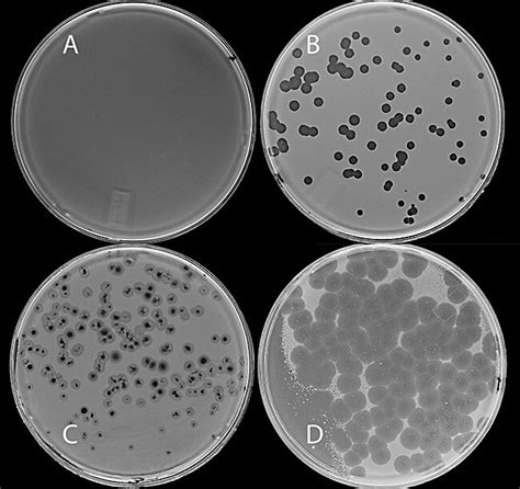 Effects Of Recombinant Endo N Overproduction On K1 Specific Phage