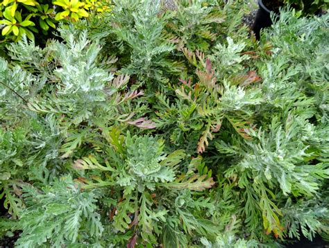 Danger Garden Visiting Berkeley Horticultural Nursery