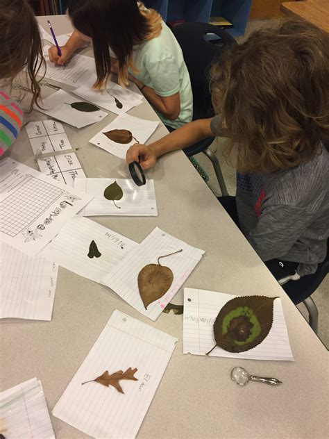 Exploring Leaf Structure Fourth Grade At MCCPS