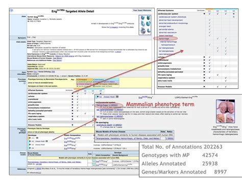 Ppt The Mammalian Phenotype Ontology Powerpoint Presentation Free Download Id 4518021