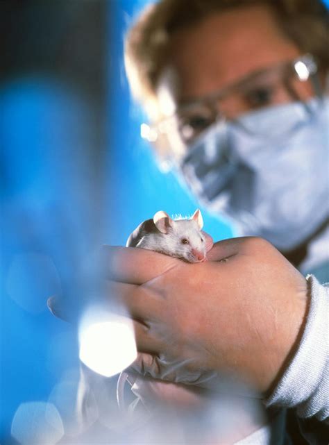 Technician Holding Laboratory Mouse Mus Musculus Photograph By Tek Image