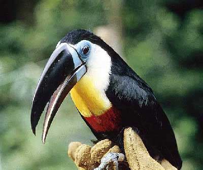 Fiche Didentité Du Toucan Habitat Description Nourriture