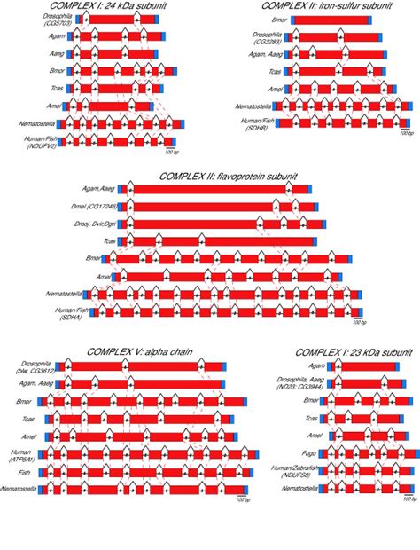 Examples Of Comparative Analysis Of The Exon Intron Structure Of Download Scientific Diagram