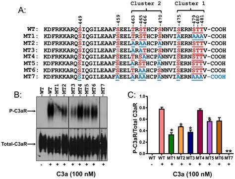 A Schematic Representation Of The Carboxyl Terminal Domain Of C3ar