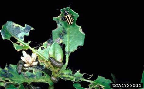 Automated Insect Detection In Plants Roboflow Universe