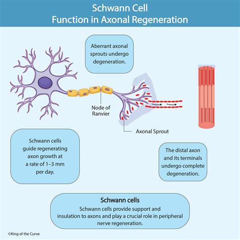 🧠 Schwann Cell Function In Axonal Regeneration — King Of The Curve