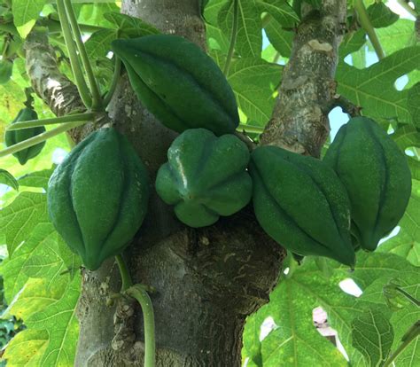 Carica weberbaueri - Maushan - Seeds