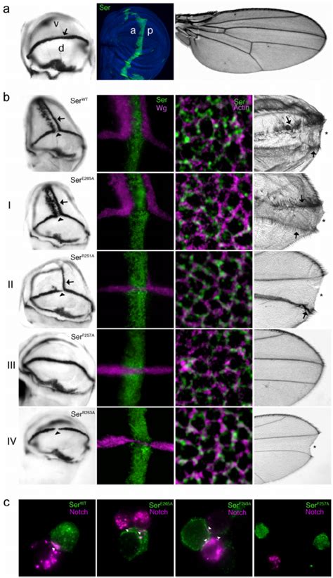 Functional Analysis Of Serrate Dsl Mutants In Drosophila Wing Disc And