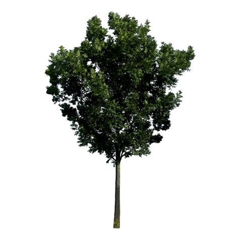 Tree Elevation Png Free Cliparts Download Images On Clipground