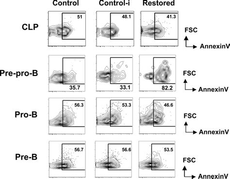 Increased Apoptosis In Pre Pro B Cells Induced By Cbf Smmhc Flow Download Scientific Diagram