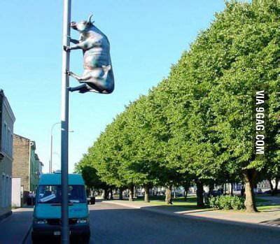 Googled Cow Climbing Tree Was Not Disappointed 9GAG