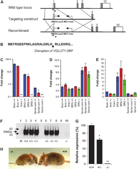 Targeted Disruption Of The Vglut1 Gene A Structure Of The