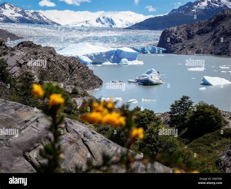 Panorama Of Grey Glacier In Torres Del Paine National Park In Patagonia