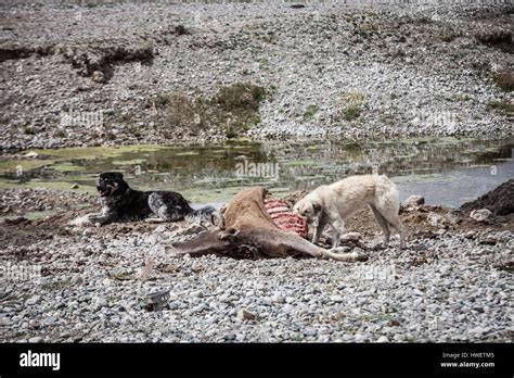 What Happens When Dogs Eat Dead Animals