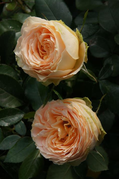 Роза "Генриетта Барнет" (Rose Henrietta Barnett) - Розы полиантовые ...