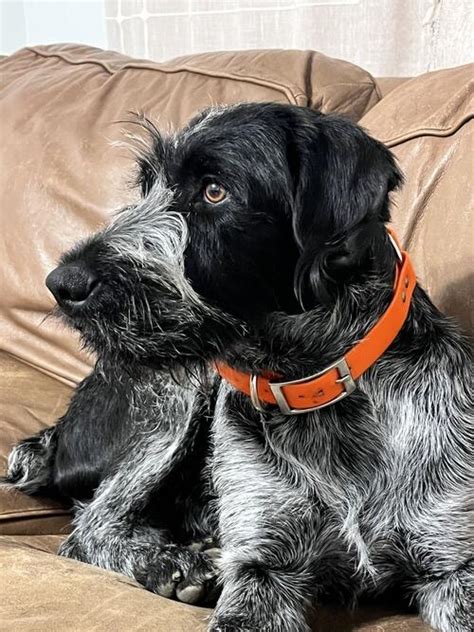 Female German Wirehair Pointer Available Gackle Nd