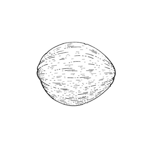 Detailed Illustration Of A Walnut Shell Jiffy Designs