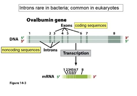 Chapter RNA Molecules And RNA Processingwha Flashcards Quizlet