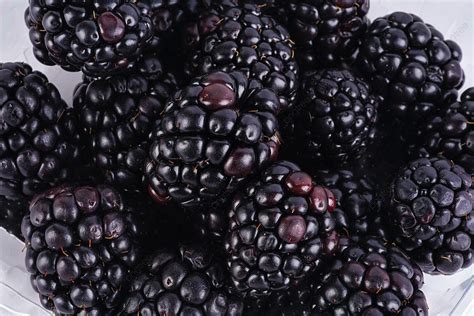 Fresh Fruit Raspberry Photography Background Raspberry Plantation Fresh Fruit Raspberry Photography Background Raspberry Plantation