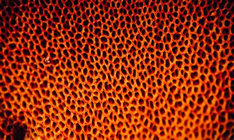 Trypophobia Welcome To Bepsych