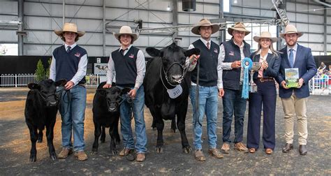 Angus Interbreed Success At Melbourne Angus Australia