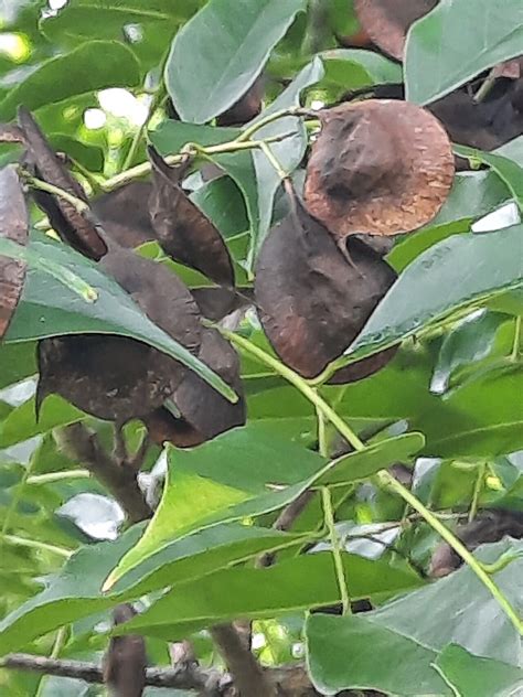 Angsana Pterocarpus Indicus Willd Agrokompleks Kita